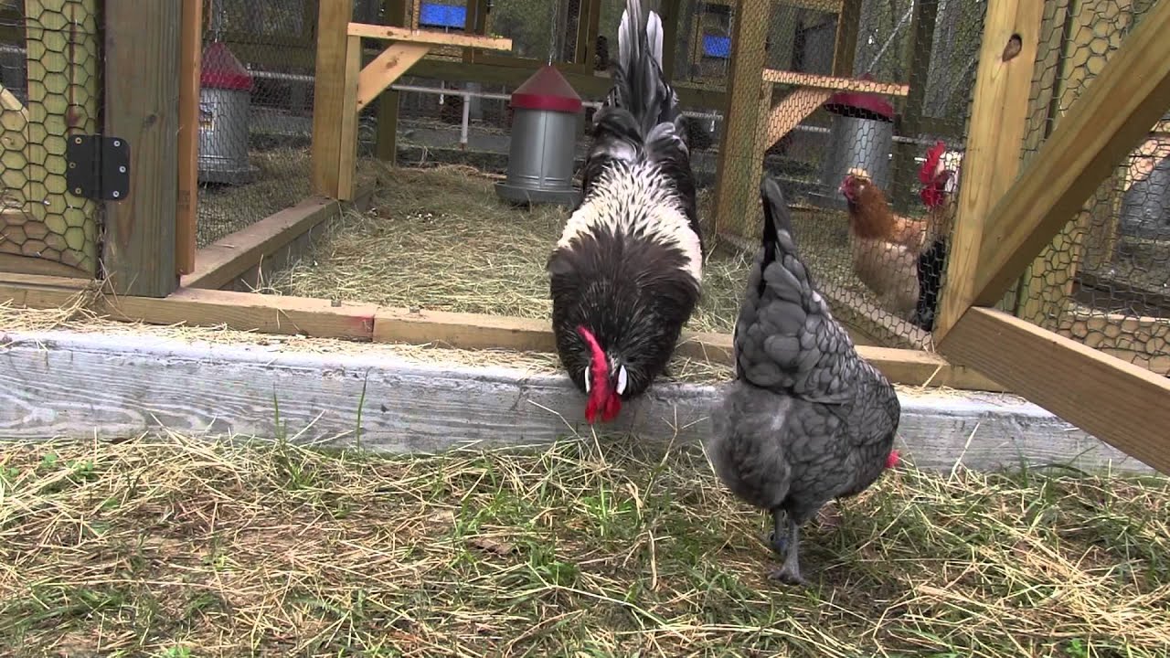 Blue Bresse 2 - YouTube