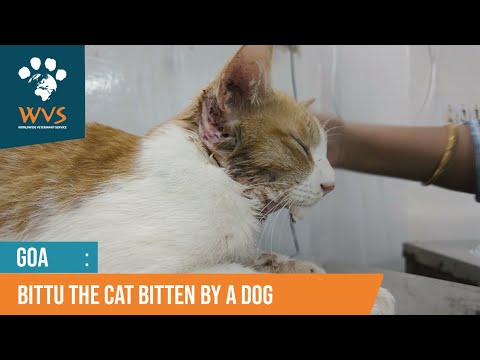 Bituu bitten by a dog - YouTube