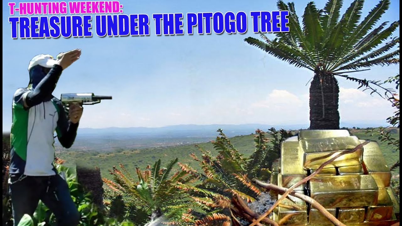 TREASURE HUNTING WEEKEND: "LOCATING YAMASHITA GOLD UNDER PITOGO TREE ...
