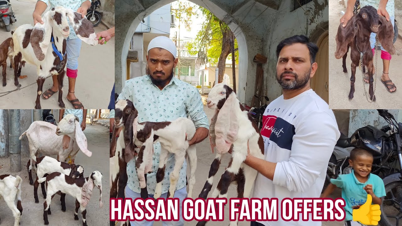 Hassan goat farm Hyderabad goat breadline female or male Gulabi kids ...