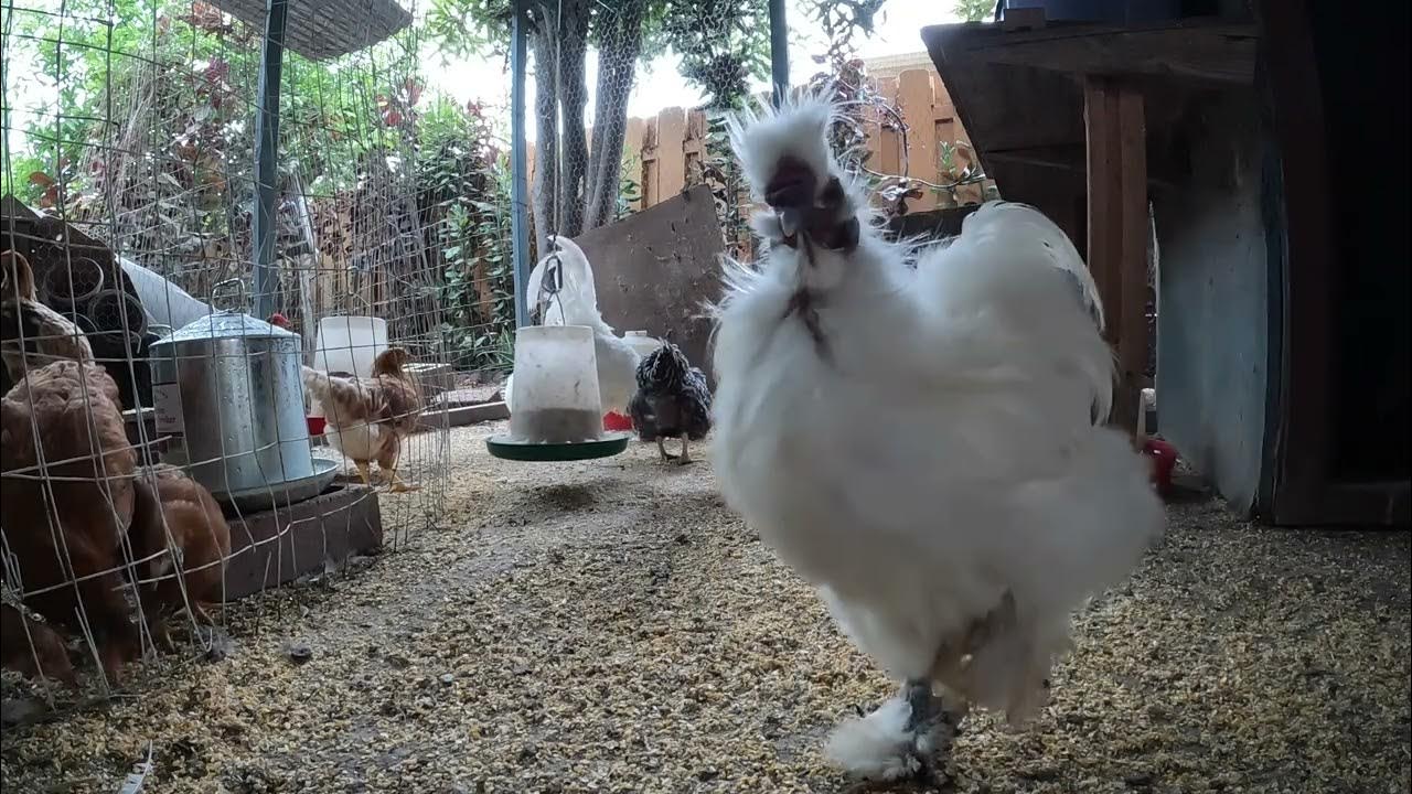 Chickens Hens Roosters Fun Relaxing Coop Video Sounds Noises YouTube chickens-hens-roosters-fun-relaxing-coop-video-sounds-noises-youtube