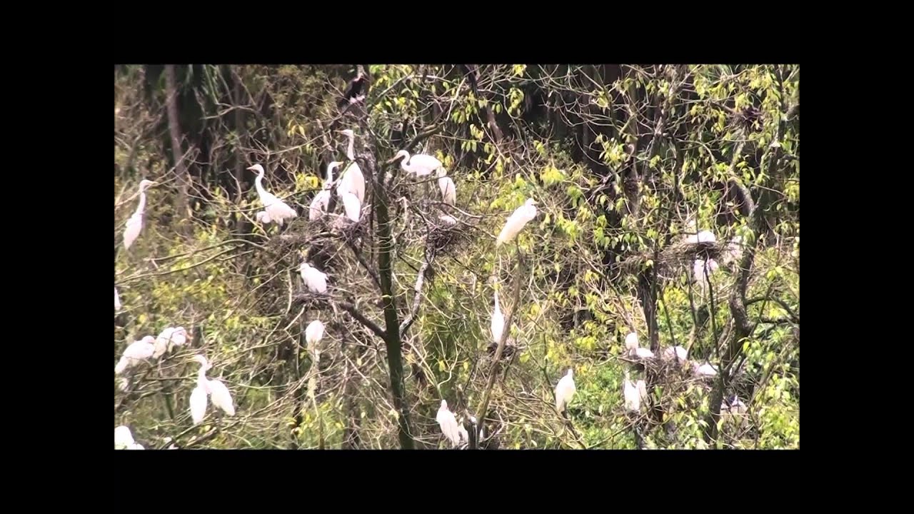Mandagadde bird sanctuary, Shivamogga - YouTube