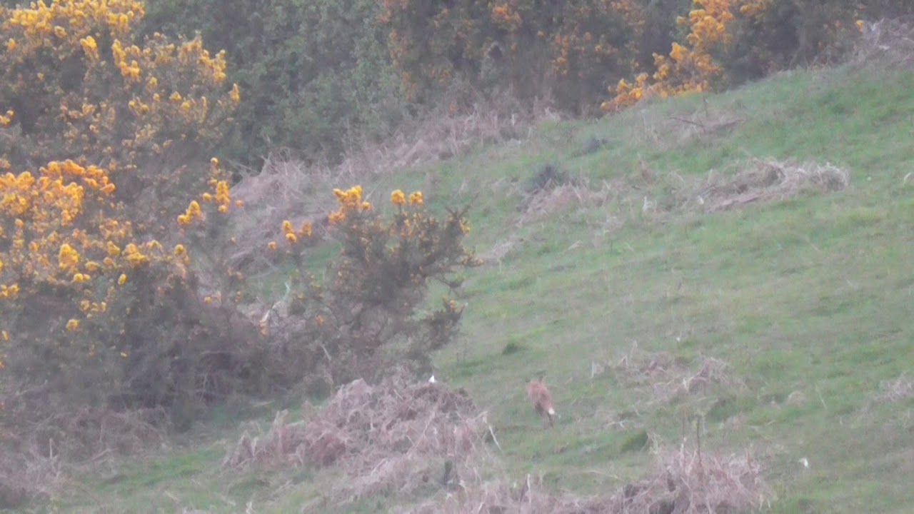 Daytime Fox shooting with .204 ruger - YouTube