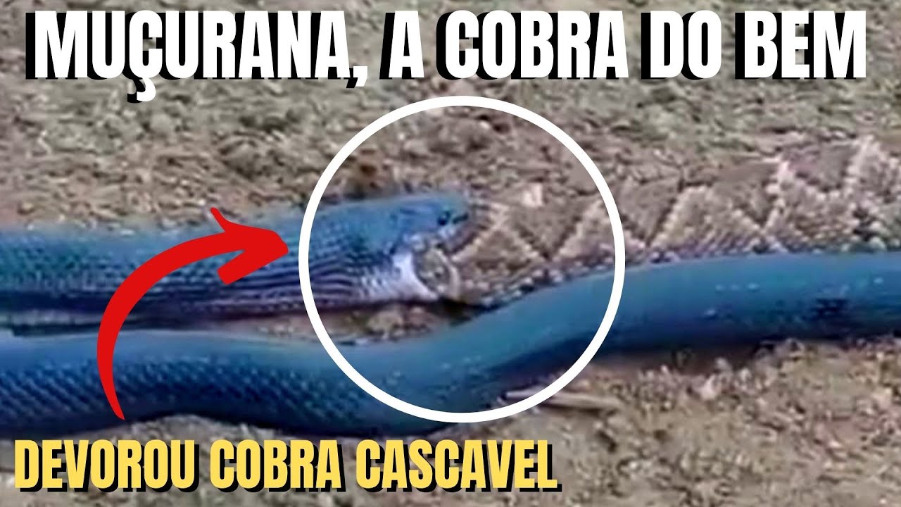 Muçurana, a cobra do bem | Boiruna sertaneja | Biólogo Henrique o ...