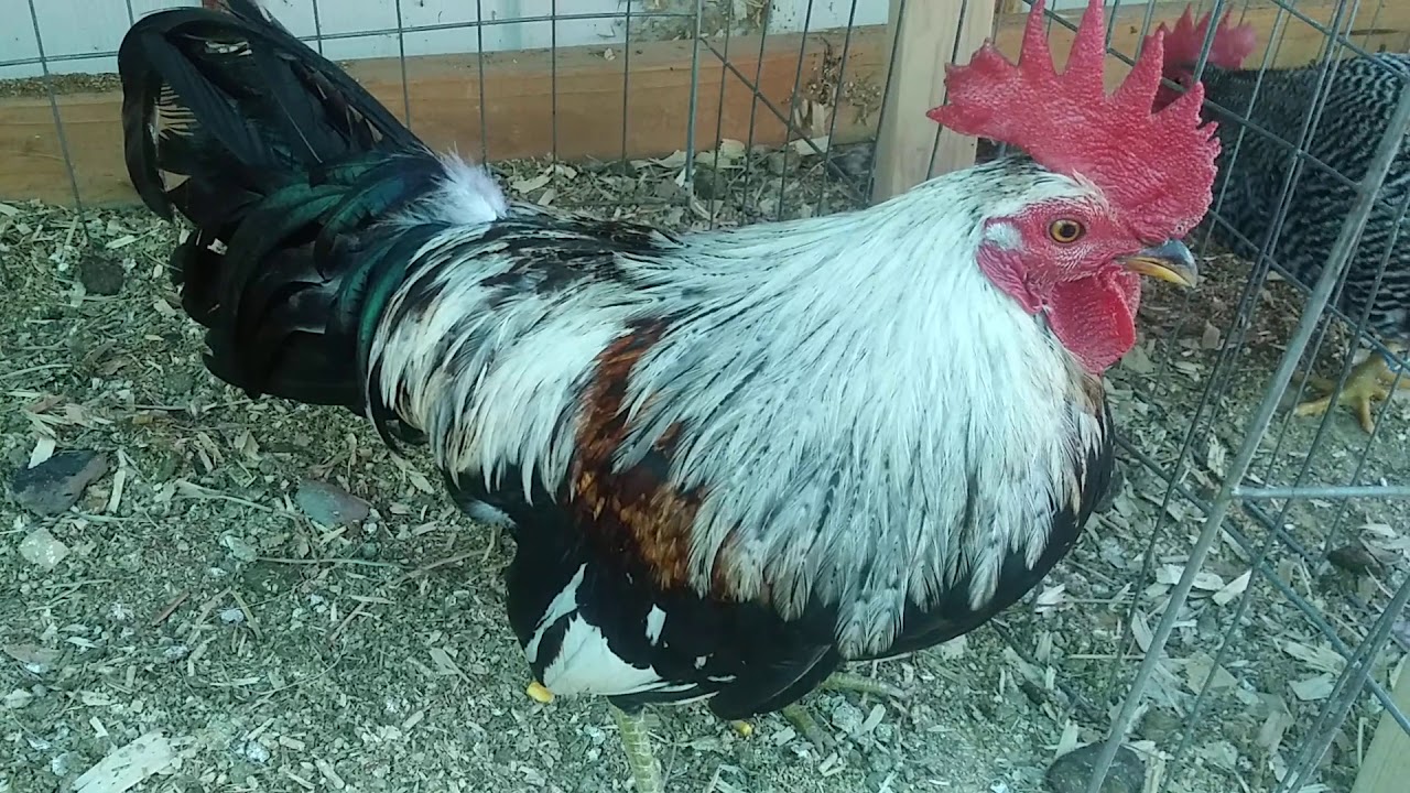 Miniature gray gamefowl line breed to his father side - YouTube