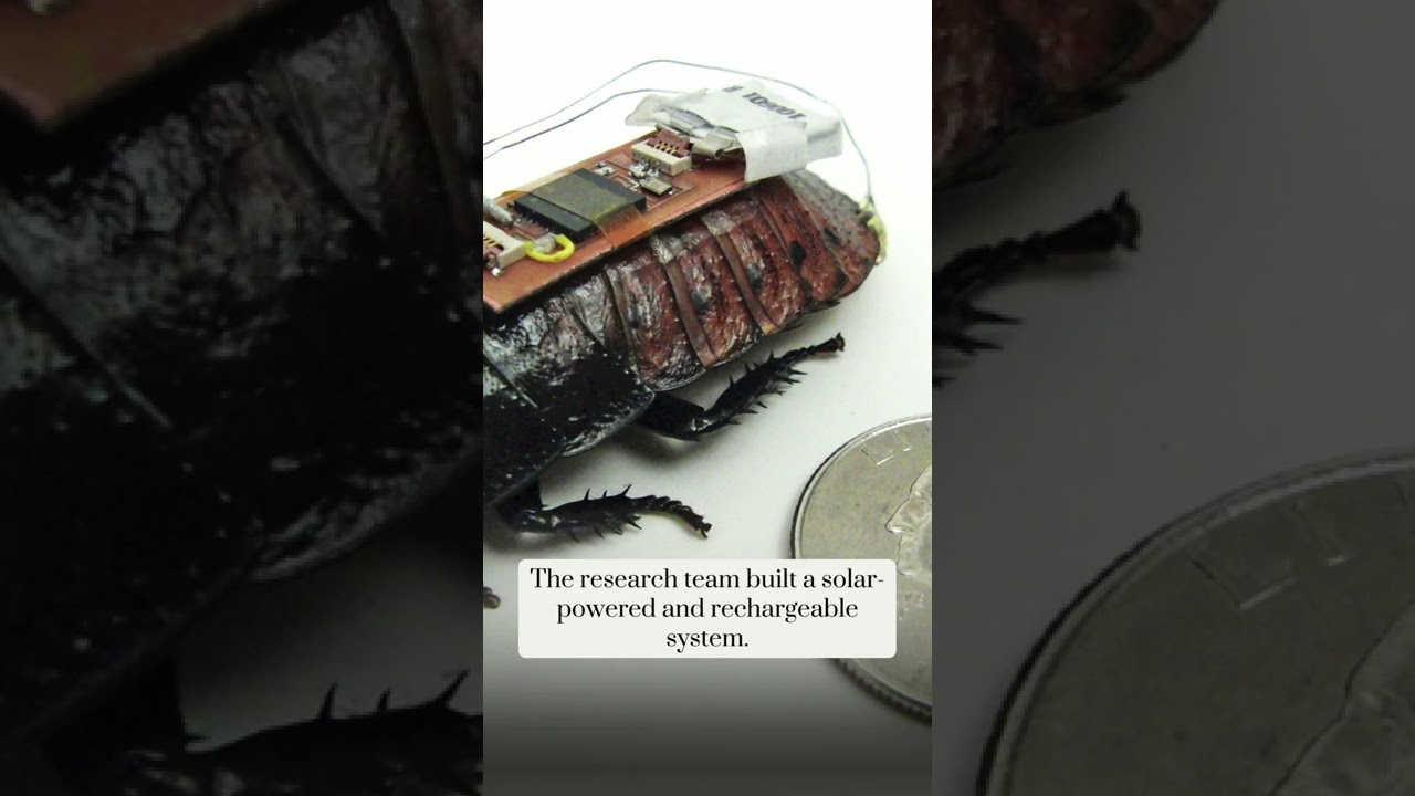 Scientists Have Produced Half Robot Half Cockroach - YouTube