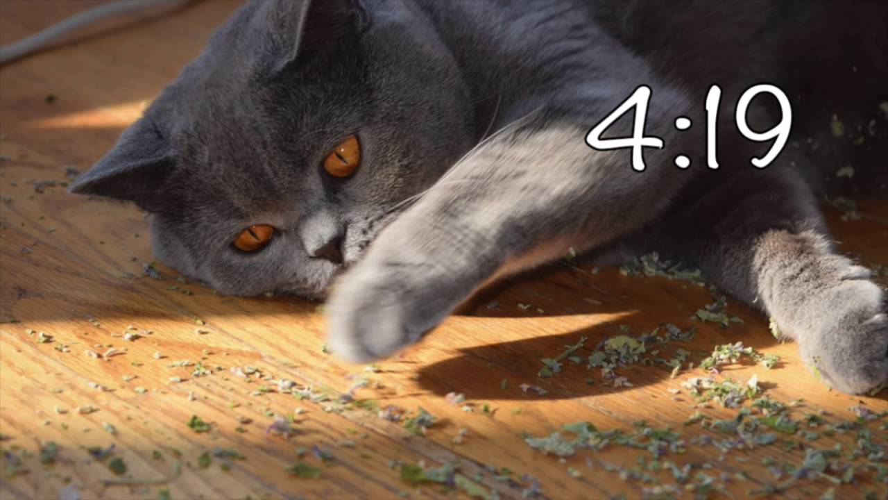 4:20 Dank Kitty Catnip Meme - YouTube