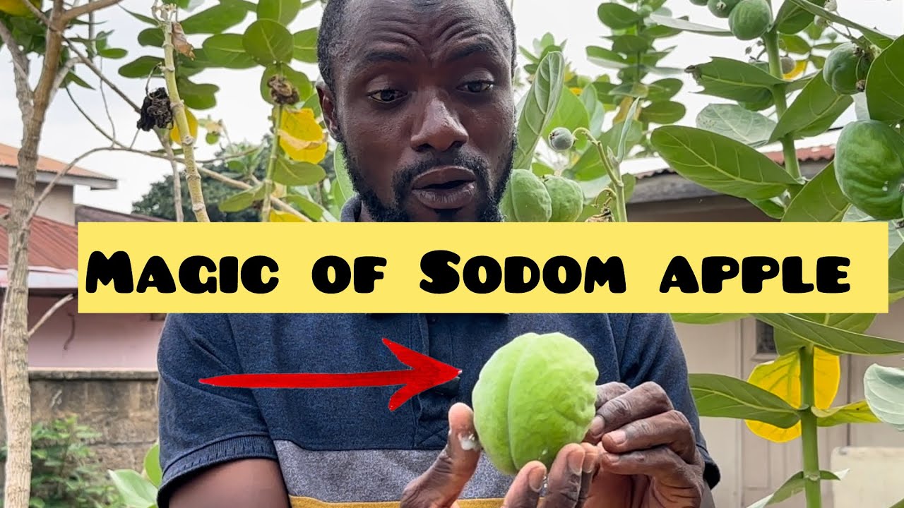 🔥Mag!cal works of SODOM apple leaves on A$thma & d!ab£t£S‼️ - YouTube