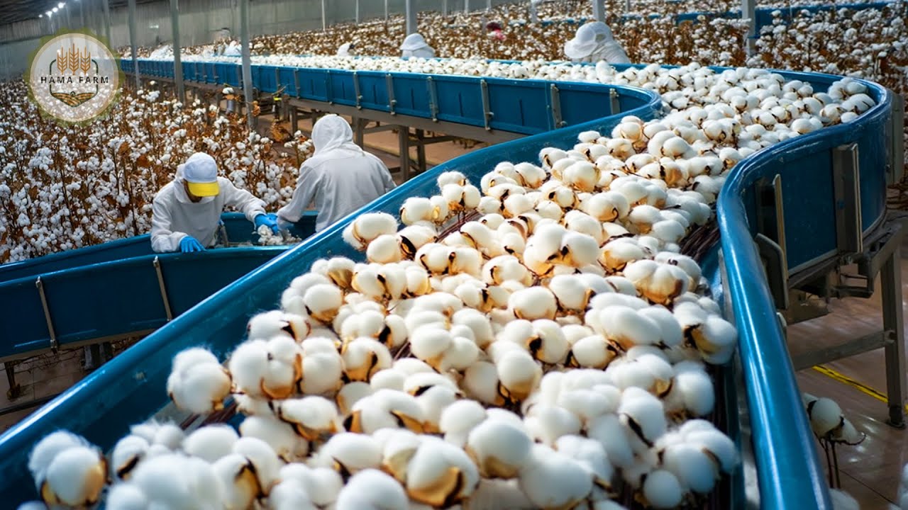 How to Process Millions Tons Of Cotton To Produce Fabric Processing In ...