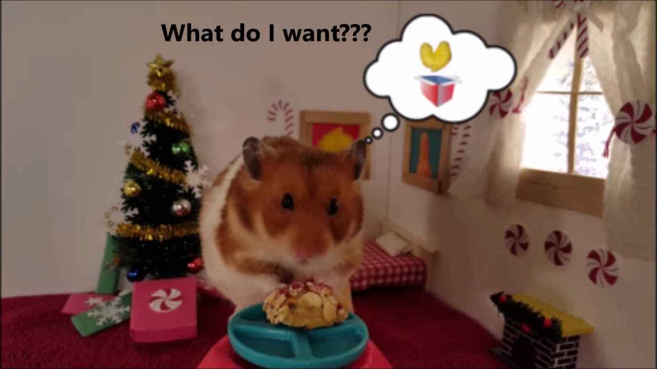 HAMSTER PROTEIN COOKIE RECIPE - Hamster Gets Ready for Christmas with ...
