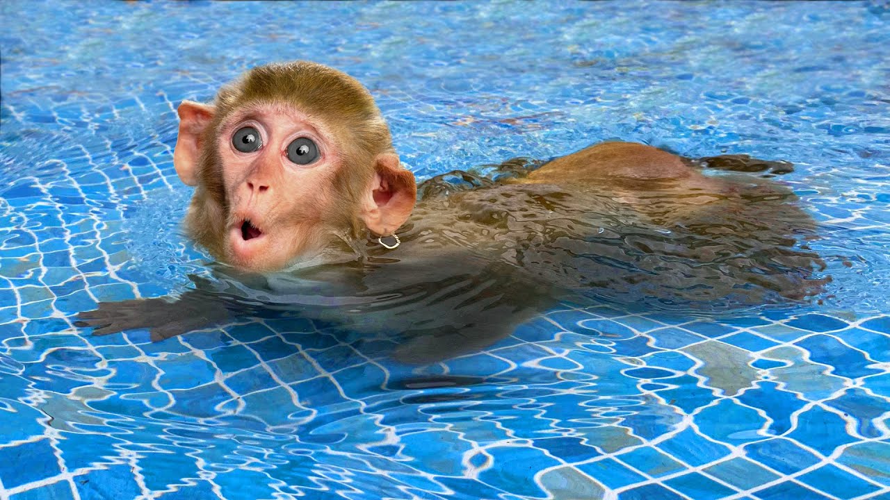 Baby Monkey Lora Diving in Her Personal Warm Pool!🌊🐵 - YouTube