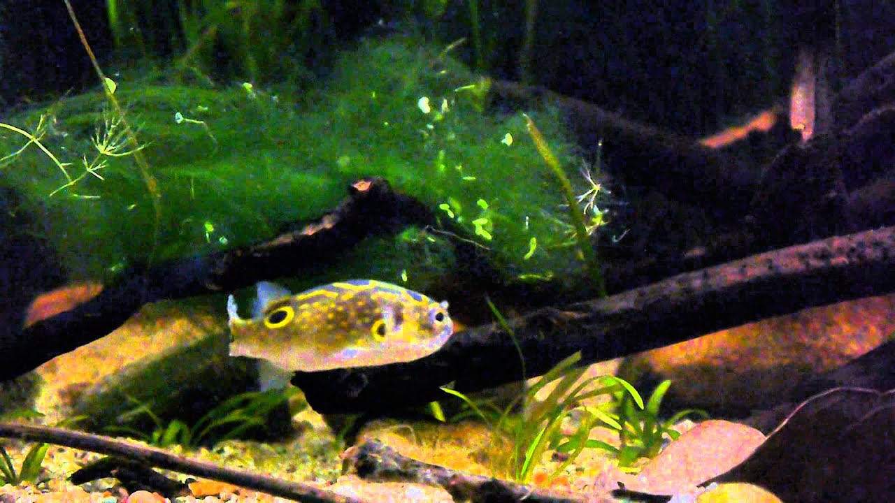 Asian Biotope for Tetraodon biocellatus - YouTube
