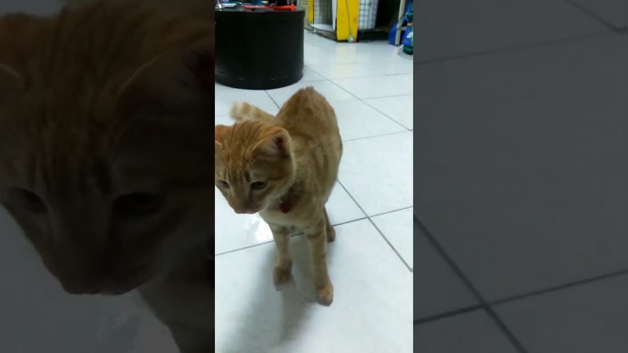 Cat shook hands for food - YouTube