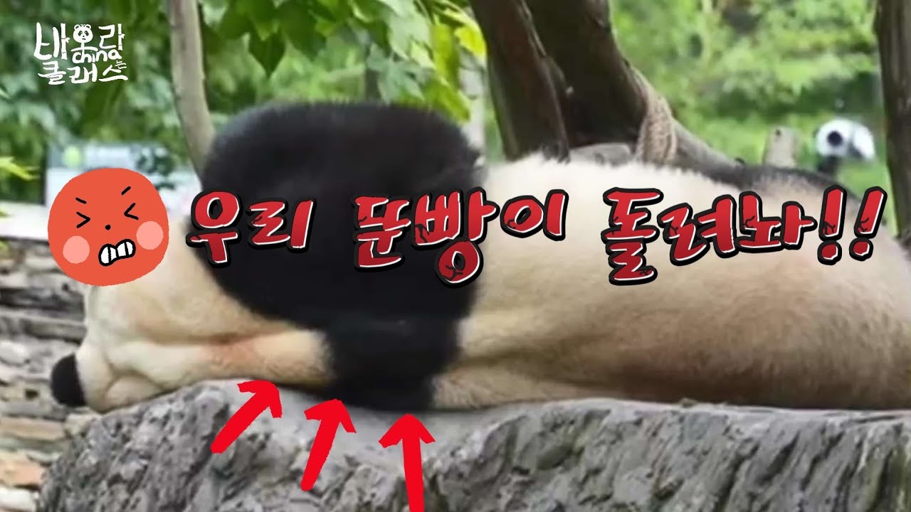 우리 뚠빵이 돌려놔😭 살 쏙빠진 푸바오 98오전 Ep Youtube