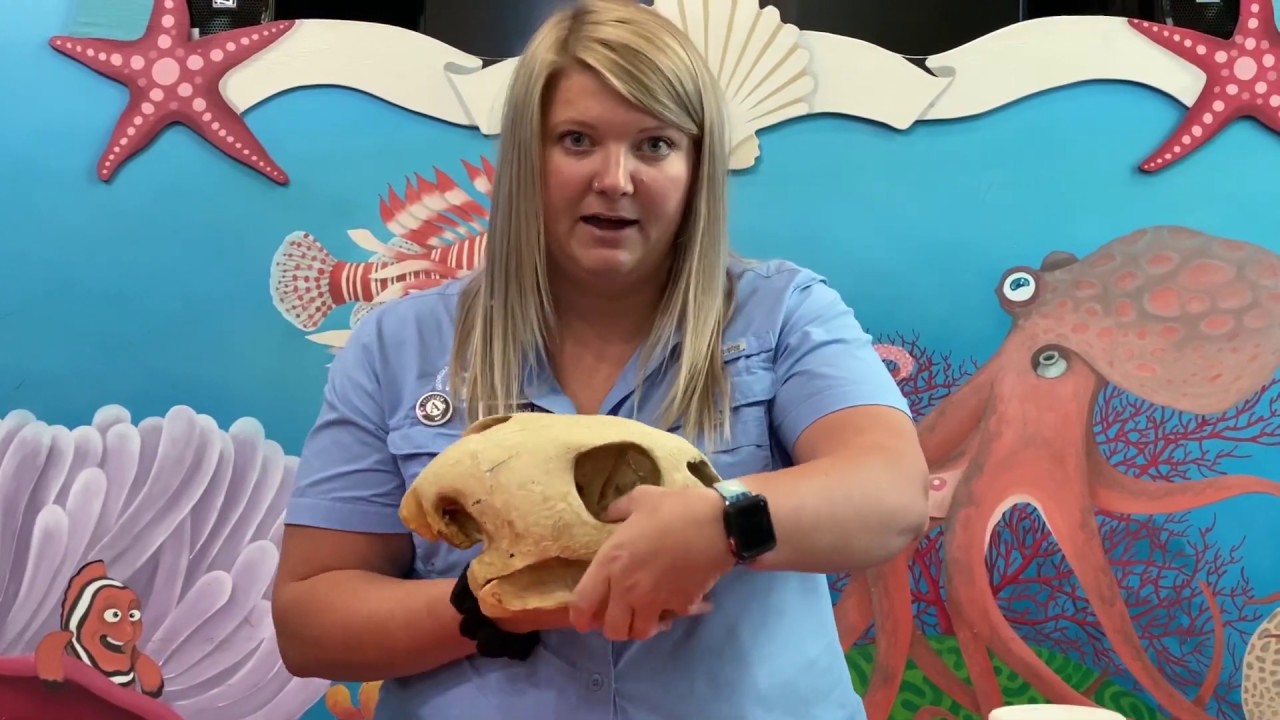 Scute's School: Amazing Adaptations Part Two - YouTube