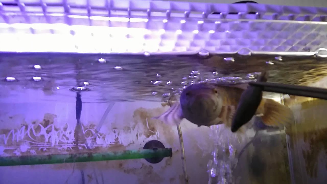 Peacock snakehead(channa pulchra) eats a small fish - YouTube