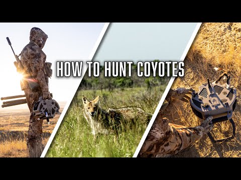How To Hunt Coyotes From Start To Finish
