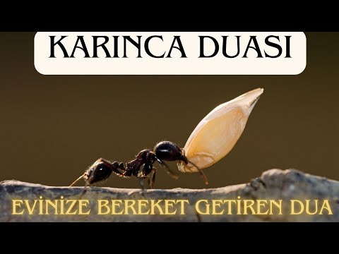 KARINCA DUASI | Evinize bolluk bereket getirecek dua