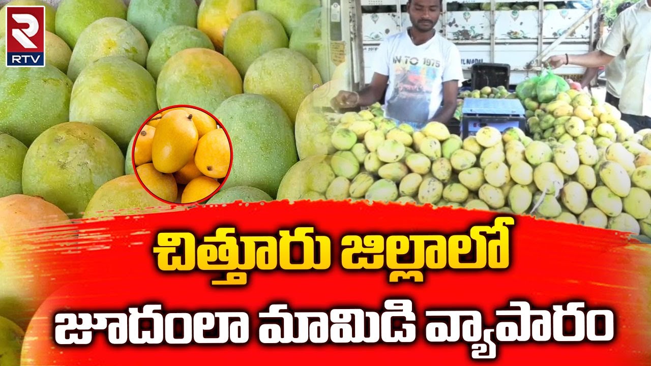 Chittoor Mangoes Story : చిత్తూరు జిల్లాలో జూదంలా మామిడి వ్యాపారం | RTV ...