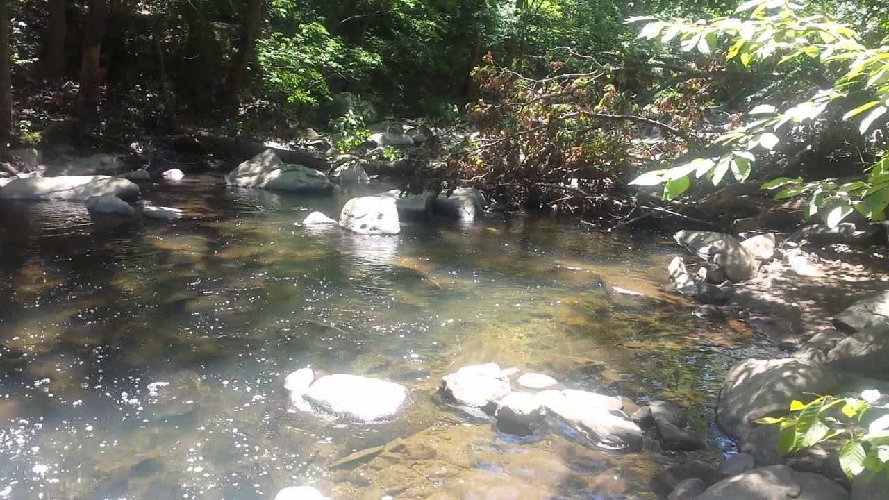 Nature in Washington, DC at Rock Creek Park - YouTube