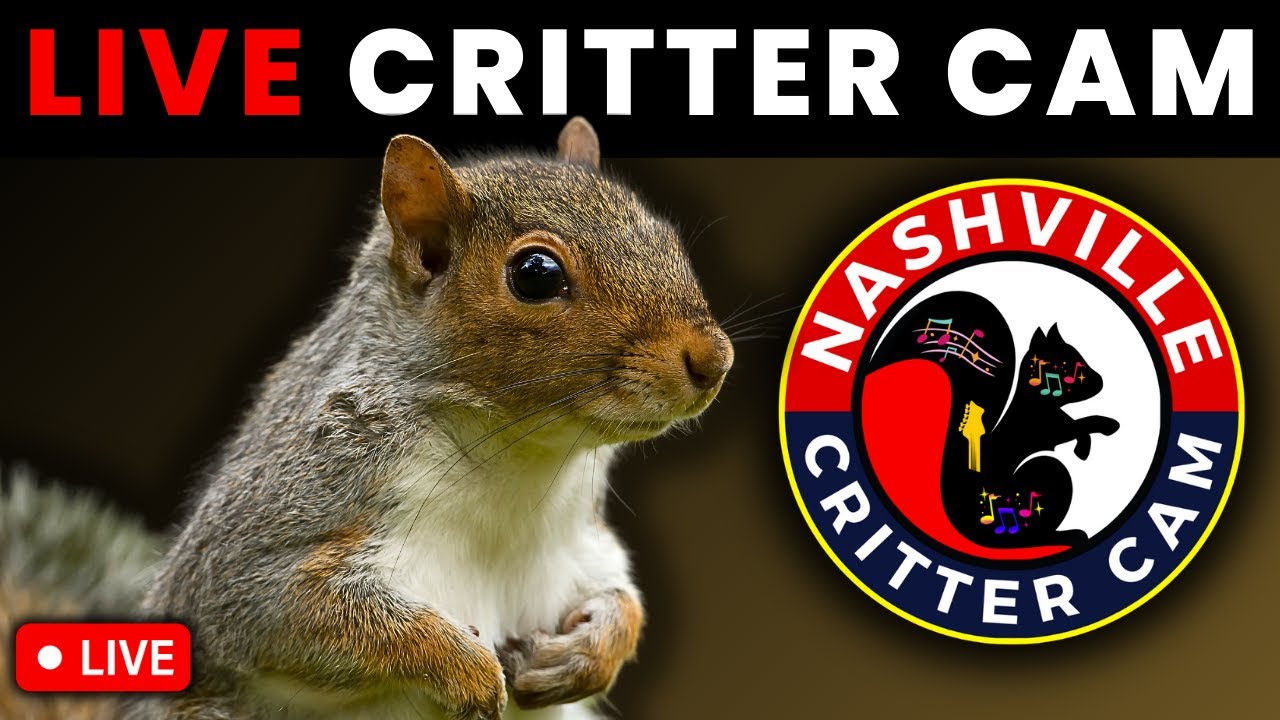 (NEW) Nashville Critter Cam | Live Animal Stream - Watch Now - YouTube