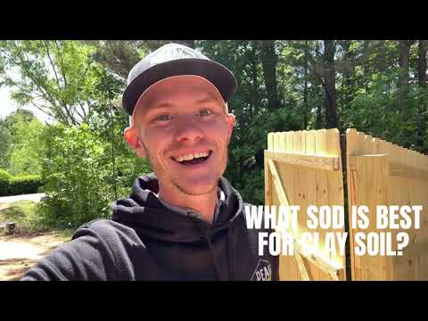 What Sod Is Best for Clay Soil?