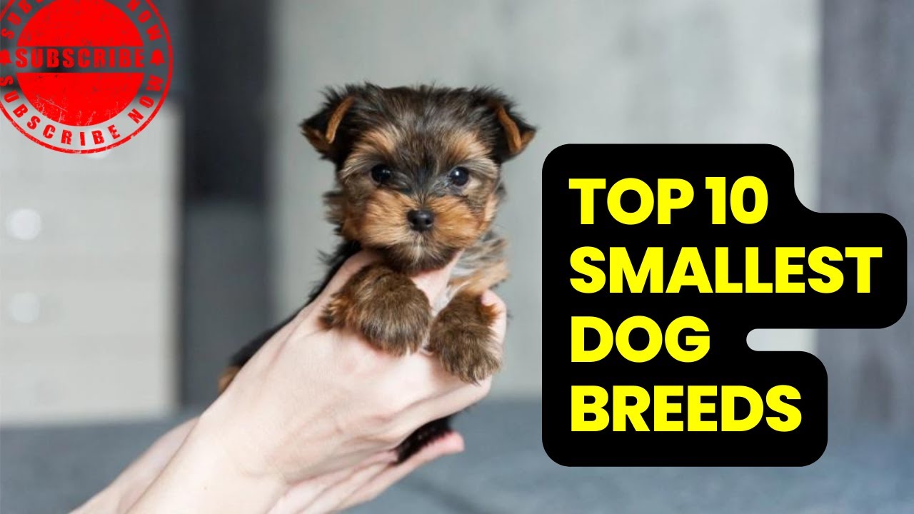 Top 10 Smallest Dog Breeds in the World: Meet the Tiny Titans of the ...
