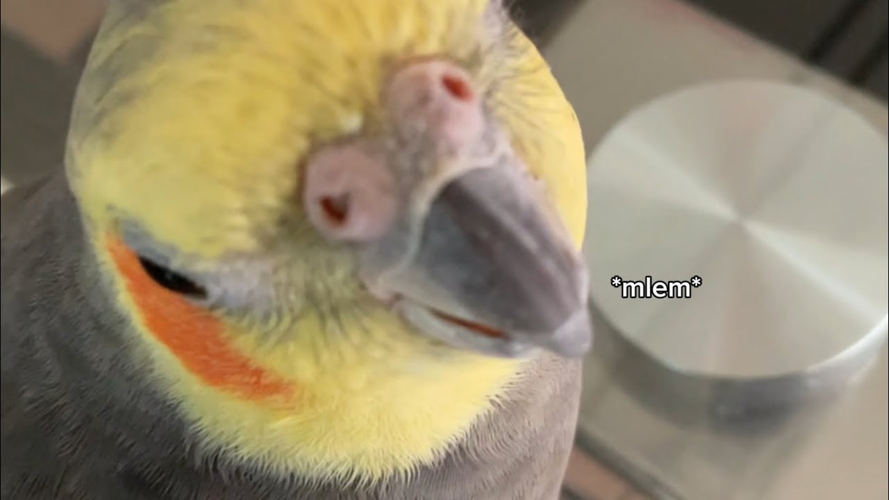 a birb figuring out how to make music and wanting to make music for you ...