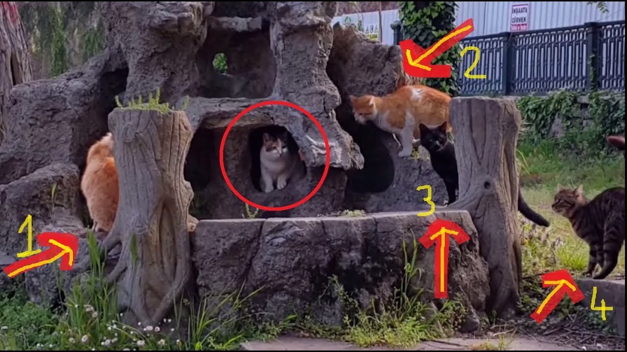 Four male cats chasing a female Cat │Angry Cats - YouTube