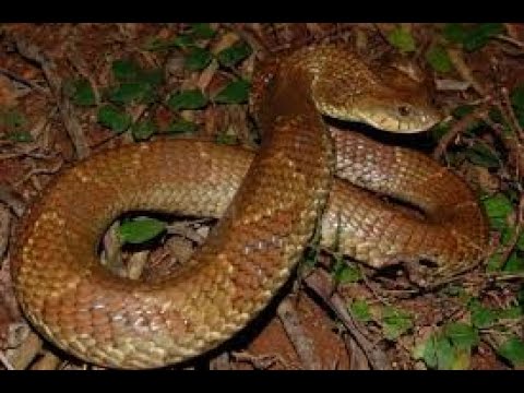 🐍 Boipeva ,achatadeira, cobra-chata (Xenodon merremii) - YouTube