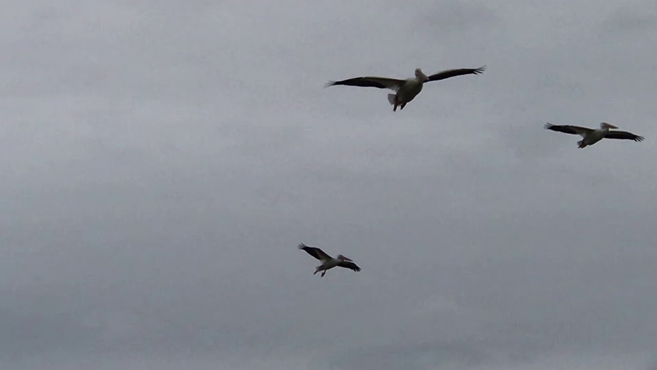 Pelicans University Lake Baton Rouge 14 November 2019 - YouTube