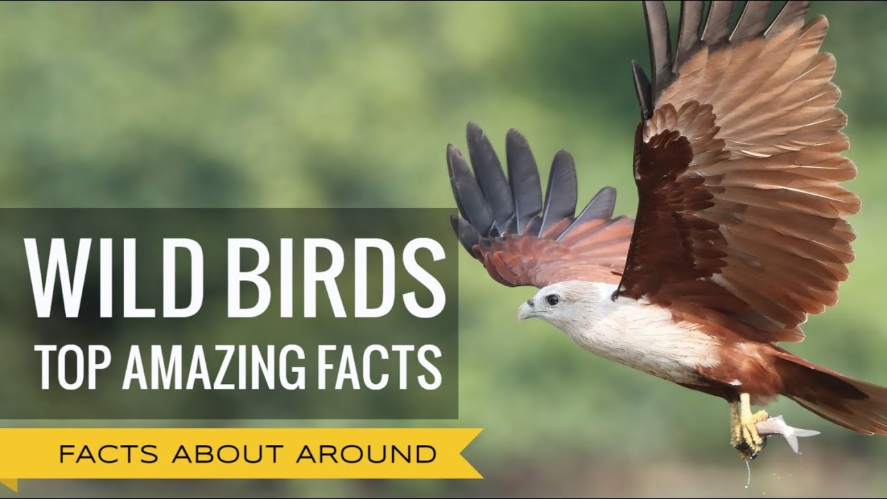 WILD BIRDS AND THEIR LIFE IN THE NATURE: TOP FACTS - YouTube