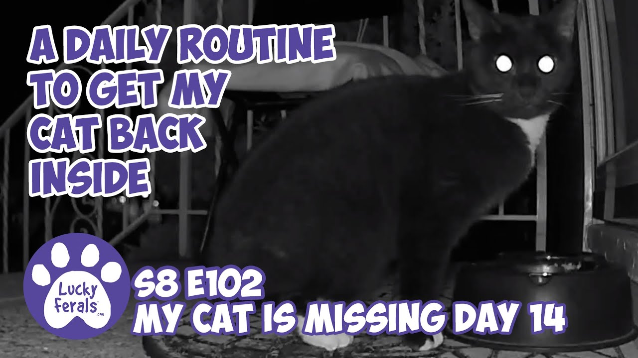 A Daily Routine To Get My Missing Cat Back Inside - Missing Cat Day 14 ...