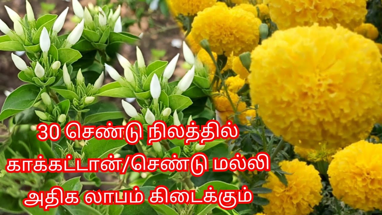 kakkattan poo valarppu/7305739738saamanthi valarppu/karakkattam flowers ...