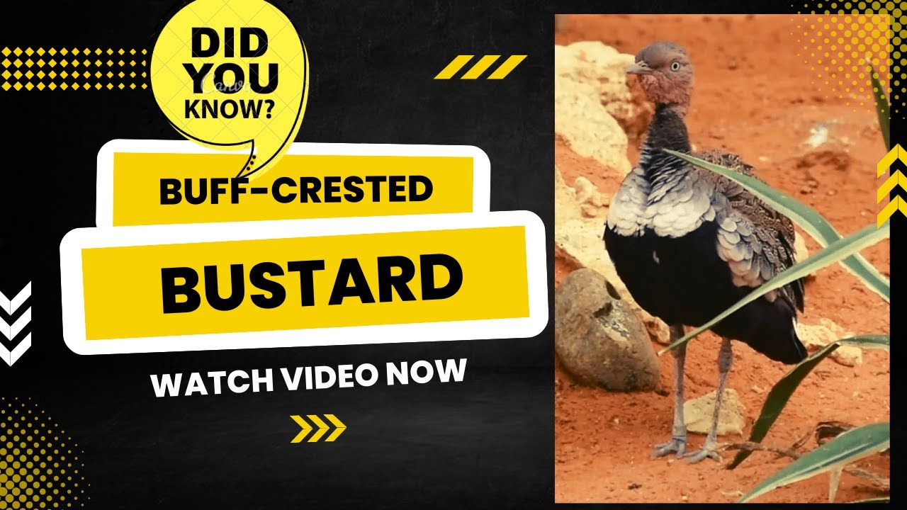 buff-crested bustard facts - YouTube