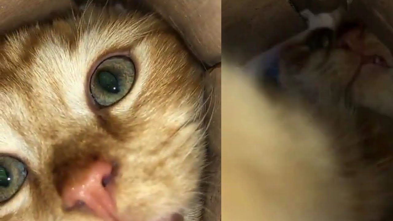 CATS BEING NOSY - YouTube