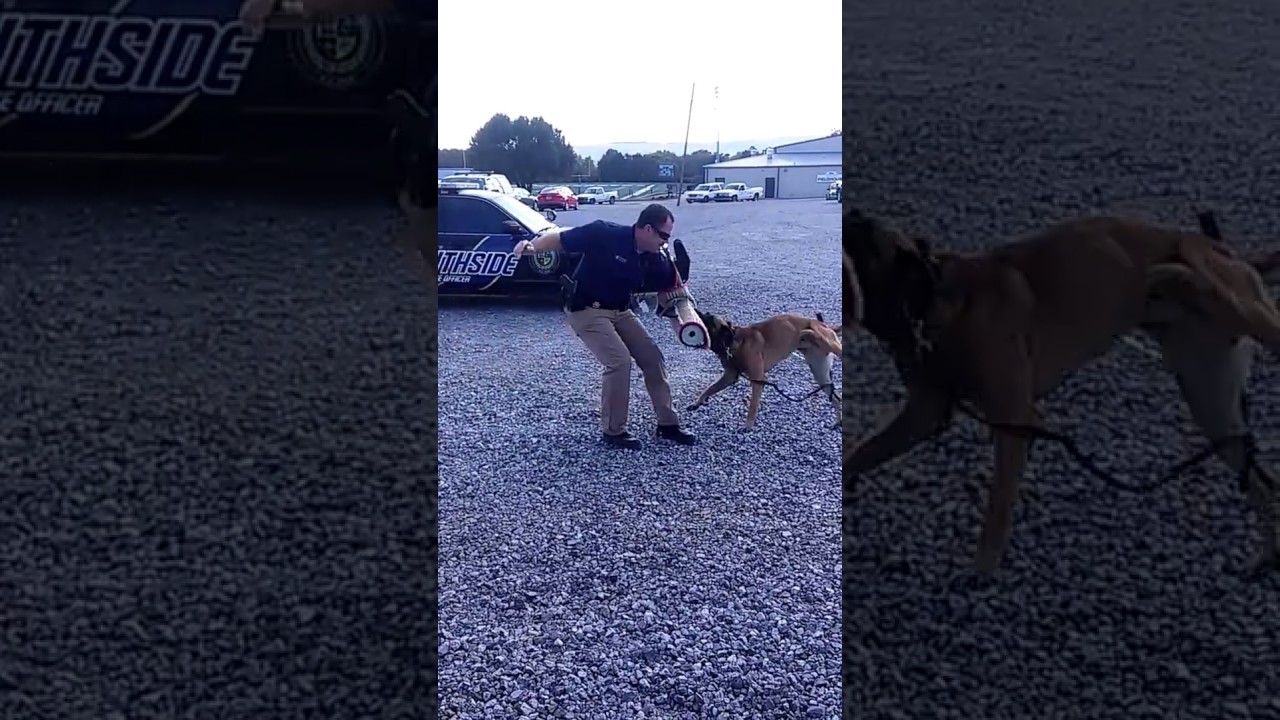 Police dog attacking on command - YouTube