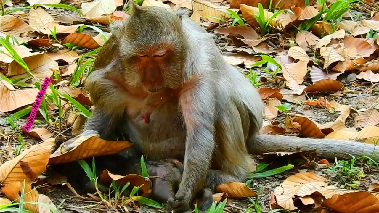 Tima much sadness lost beloved baby monkey, R I P newborn baby monkey ...