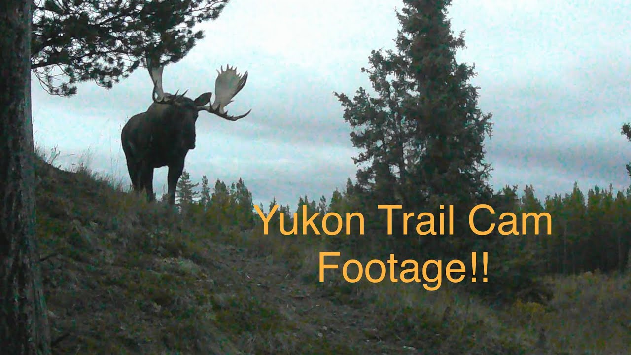 Trail Cam Footage in the Yukon - YouTube