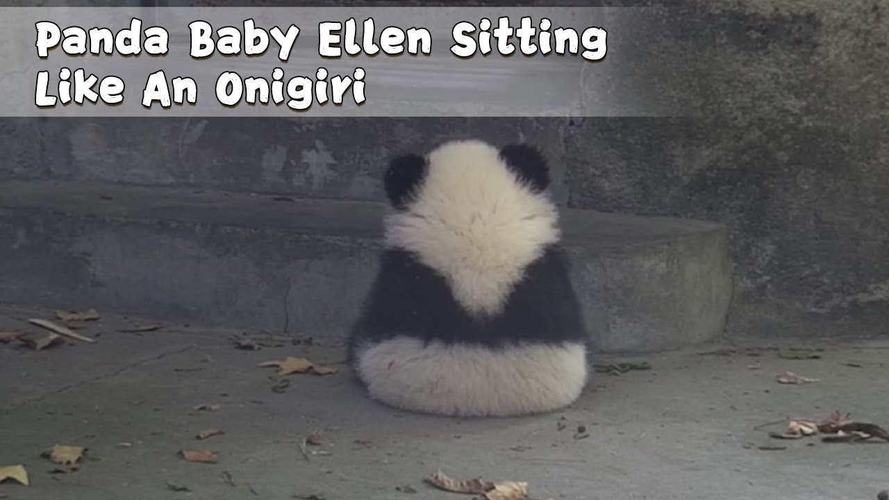 Panda Sitting Back