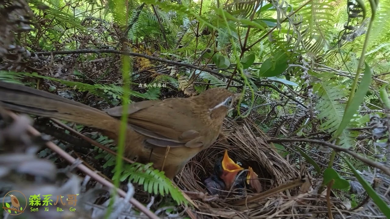 Birds eat oversized lizards until dark画眉鸟喂食超大蜥蜴，小鸟吃到天黑，尾巴还露在外面 - YouTube
