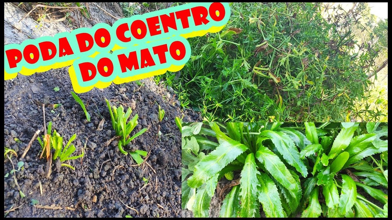 Poda em coentro do mato - YouTube