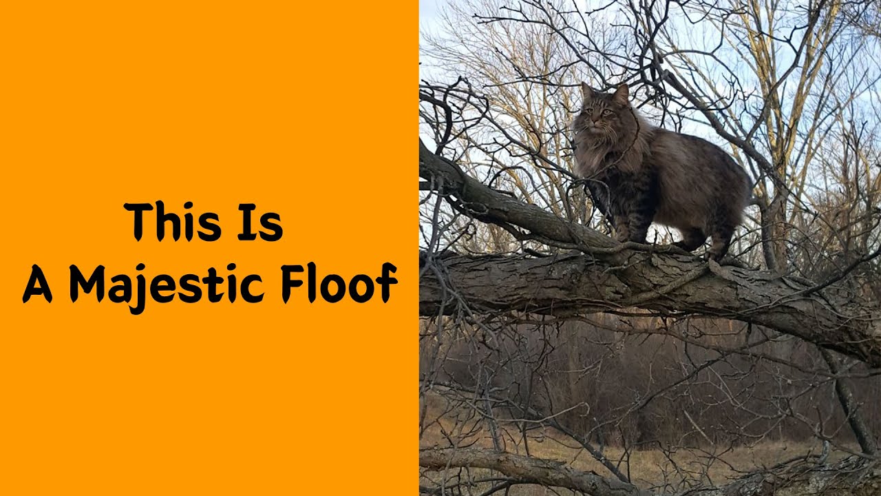 50 Pics Of Birds That Just Happen To Look Like Cats - Funny cat - YouTube