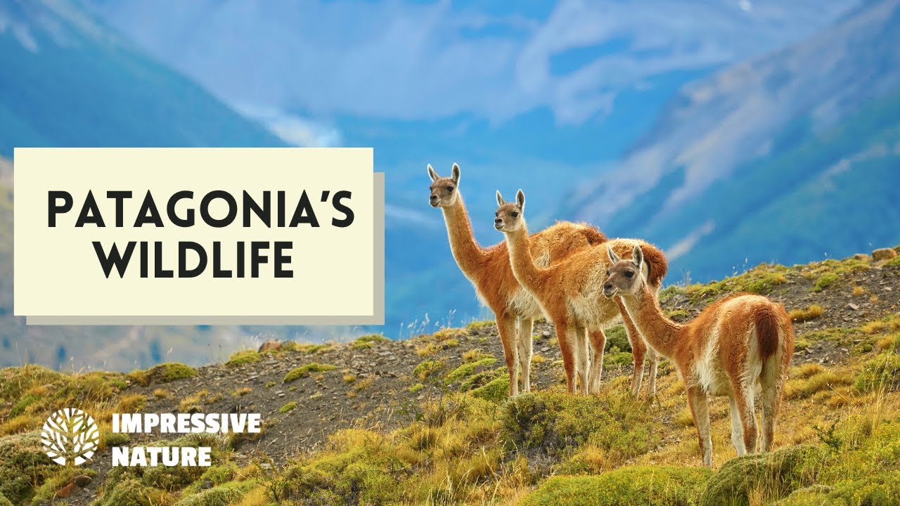 10 Most Amazing Animals Found in Patagonia - YouTube