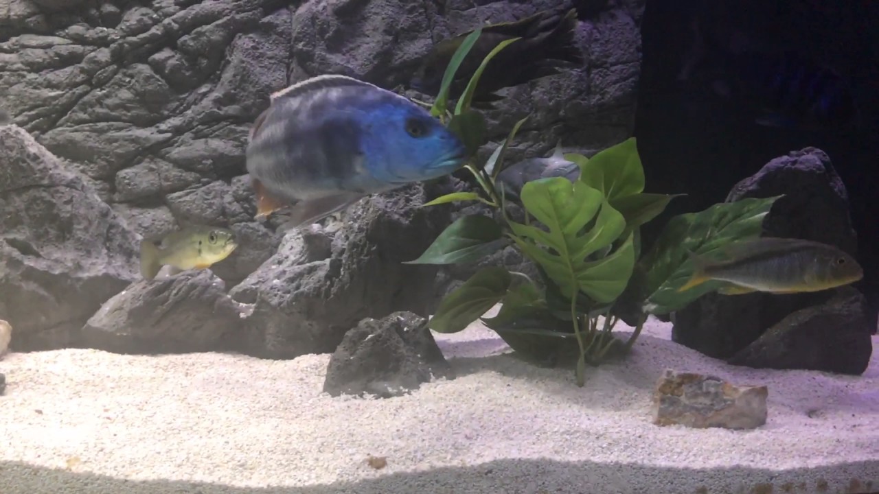 Lichnochromis acuticeps Profile, Malawi Gar - YouTube