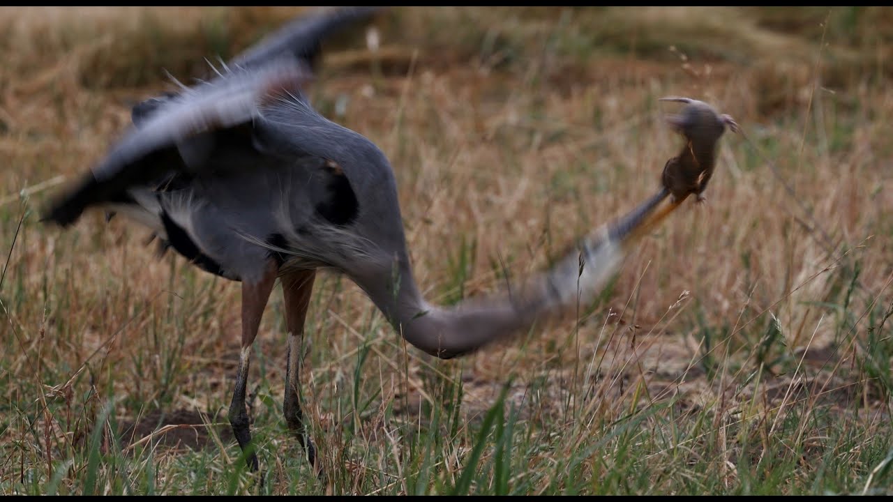 Great Blue Heron catching gophers in local park; one gopher bites back ...
