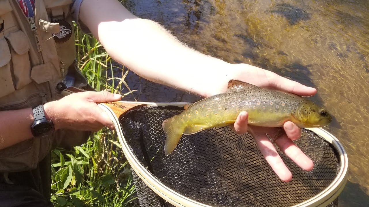 Upper Peninsula Brook and Brown Trout Fishing - YouTube