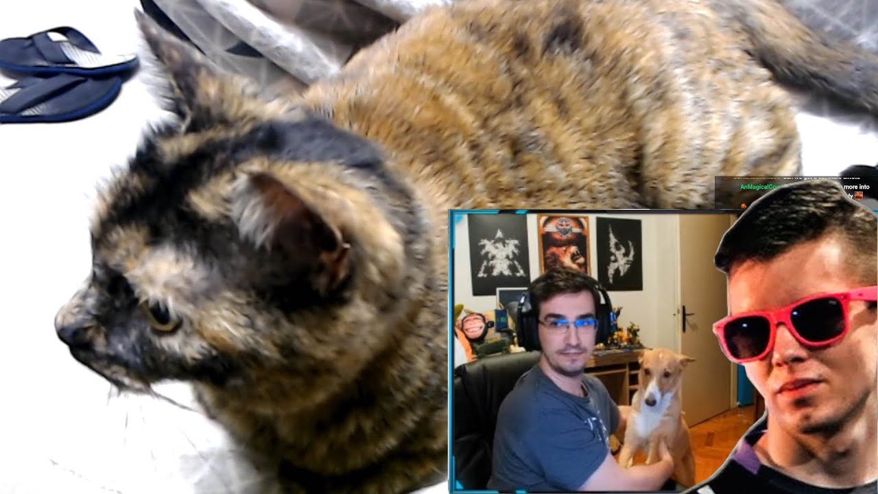 GG Cat Patate (MarineLorD's Cat) ft. GG Dog - YouTube