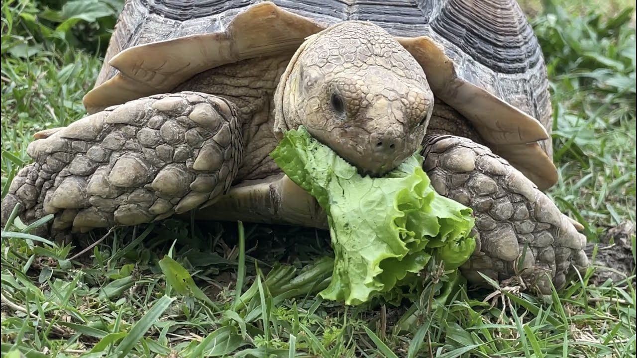 3RD LARGEST TORTOISE IN THE WORLD! Feeding Sulcatas. - YouTube