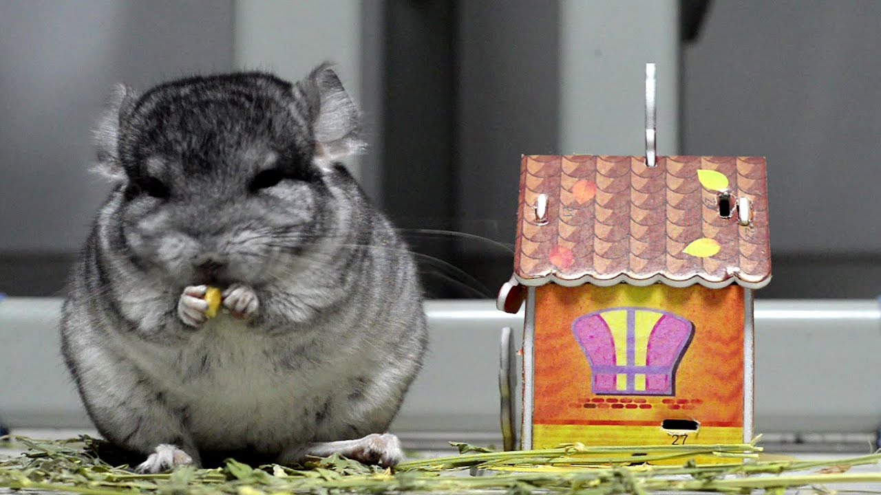 The CUTEST Chinchilla Eating Nuts Up Close! - YouTube